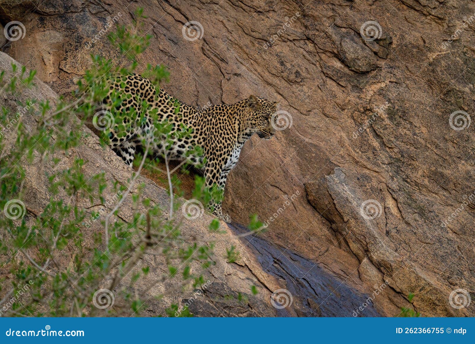 Leopard Stands on Steep Rockface Looking Below Stock Image - Image of ...