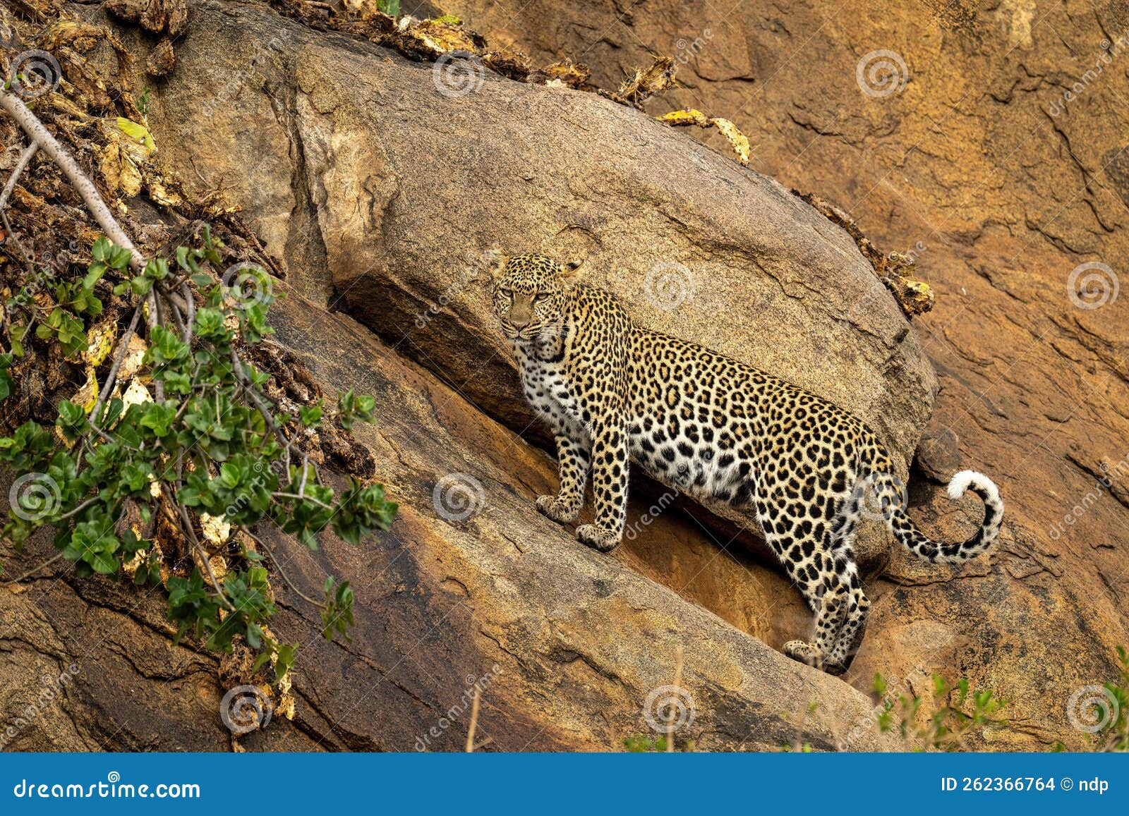 Leopard Stands on Steep Rockface Looking Down Stock Photo - Image of ...