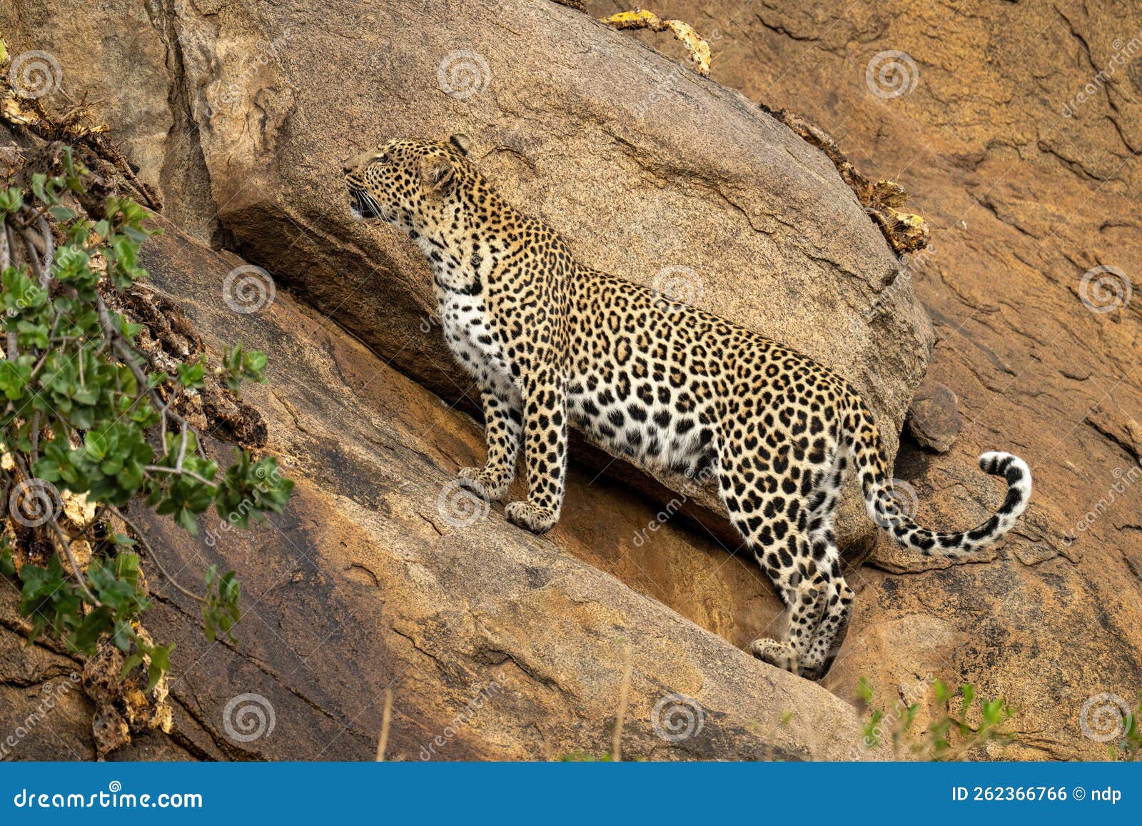 Leopard Stands on Steep Rockface Looking Up Stock Photo - Image of ...