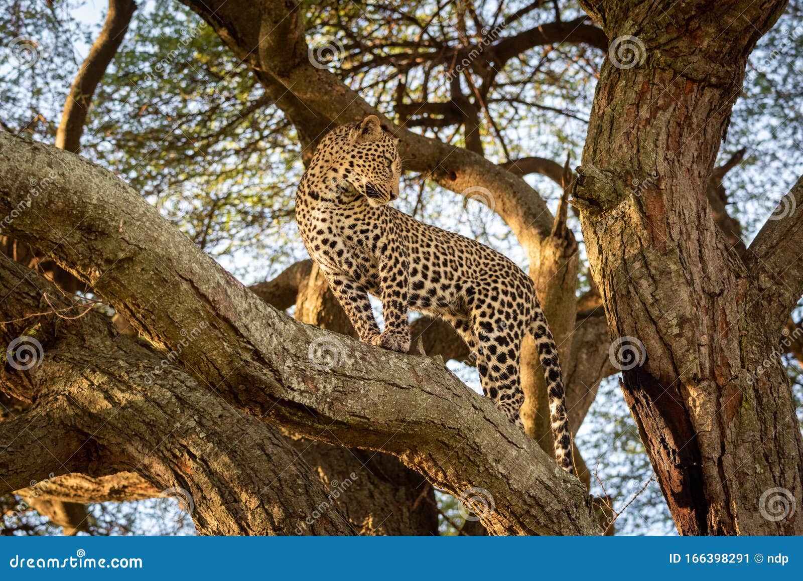 Leopard Stands on Thick Branch Turning Head Stock Image - Image of ...