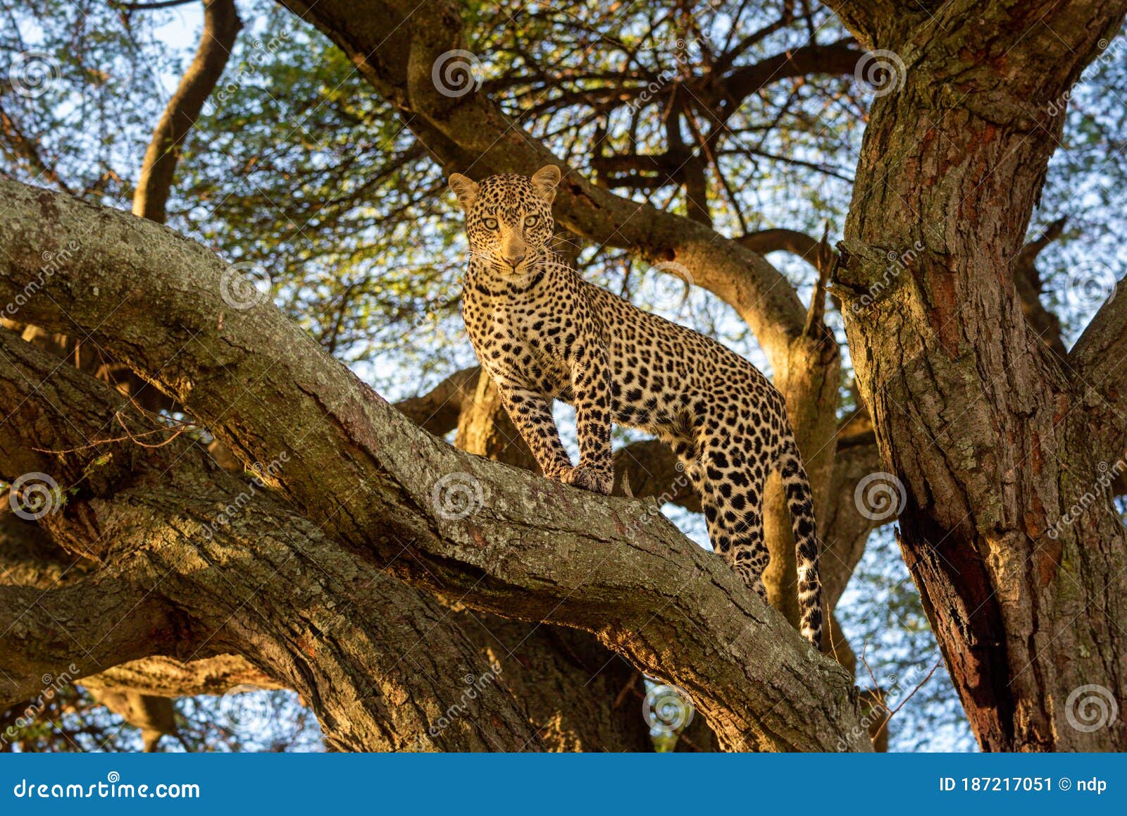 Leopard Stands on Tree Branch Looking Down Stock Image - Image of game ...