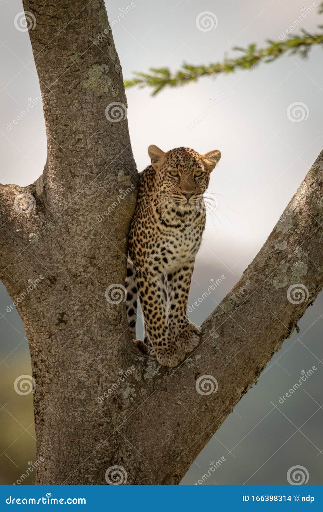 Leopard Stands in Tree Fork Looking Out Stock Photo - Image of looking ...