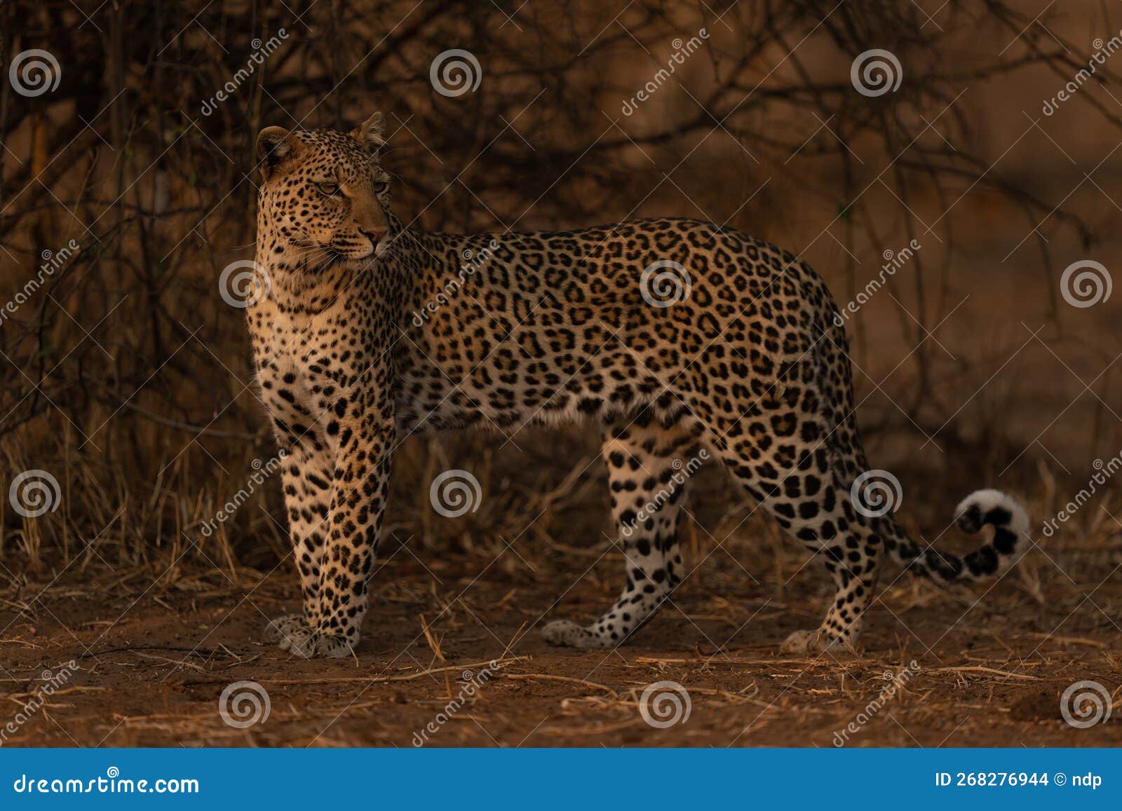 Leopard Stands Turning Head in Golden Light Stock Photo - Image of five ...