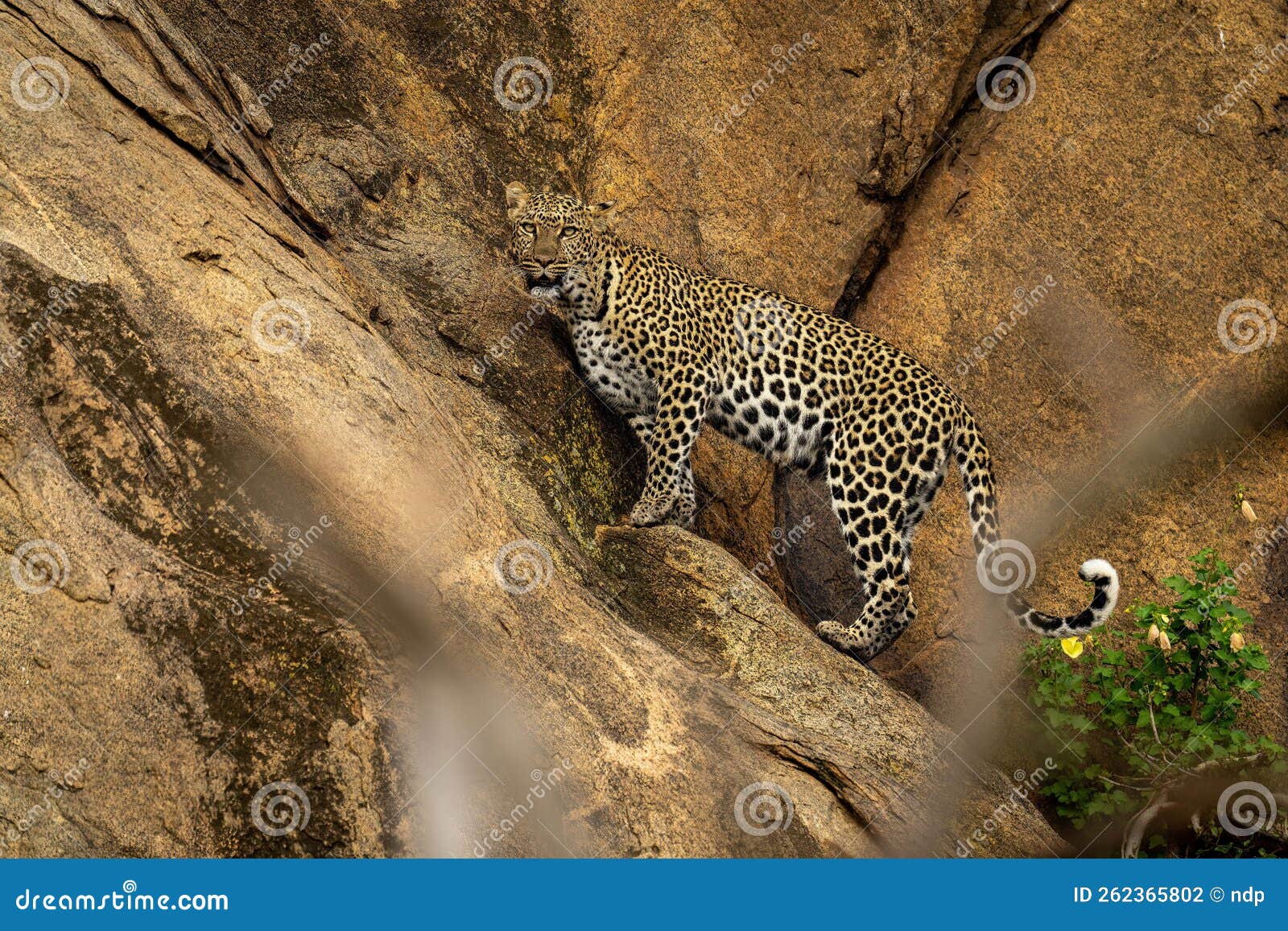 Leopard Stands Watching Camera on Steep Rockface Stock Photo - Image of ...