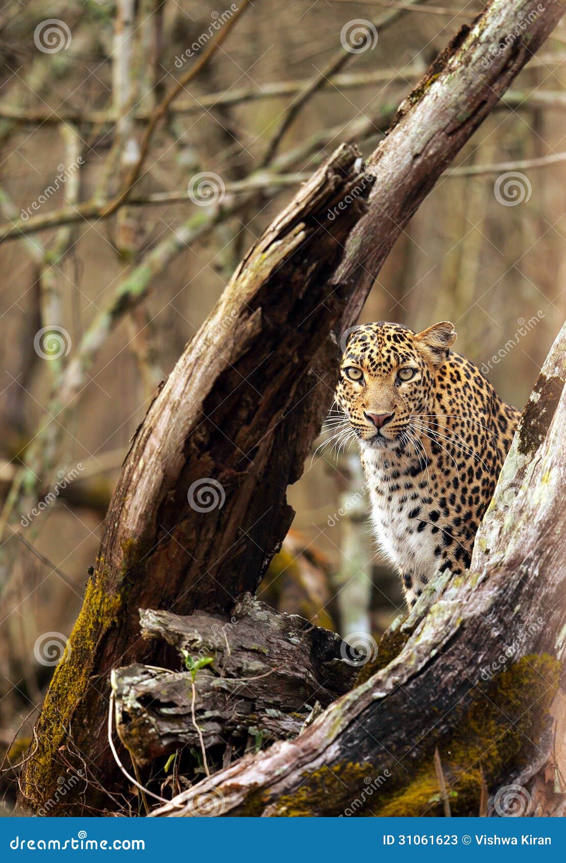 Leopard stare stock image. Image of karnataka, bushes - 31061623