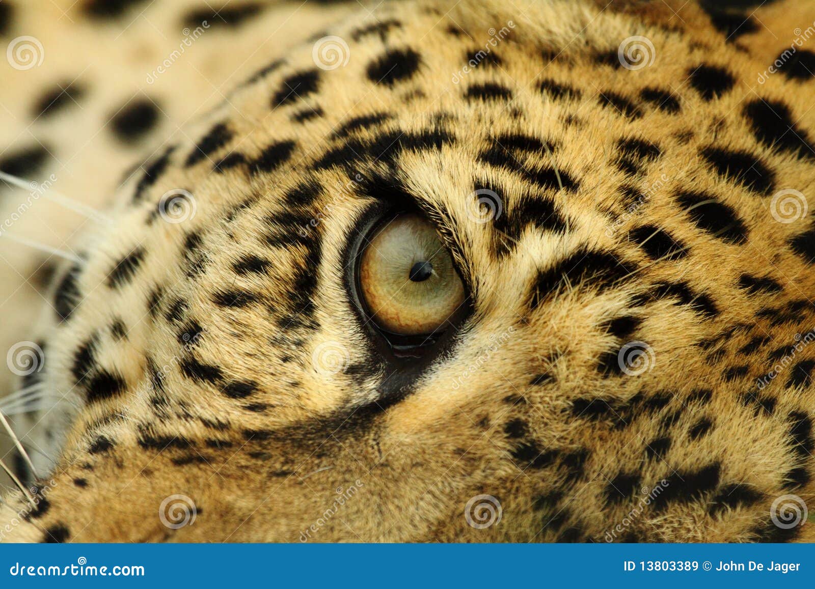 The leopard stares stock image. Image of south, species - 13803389