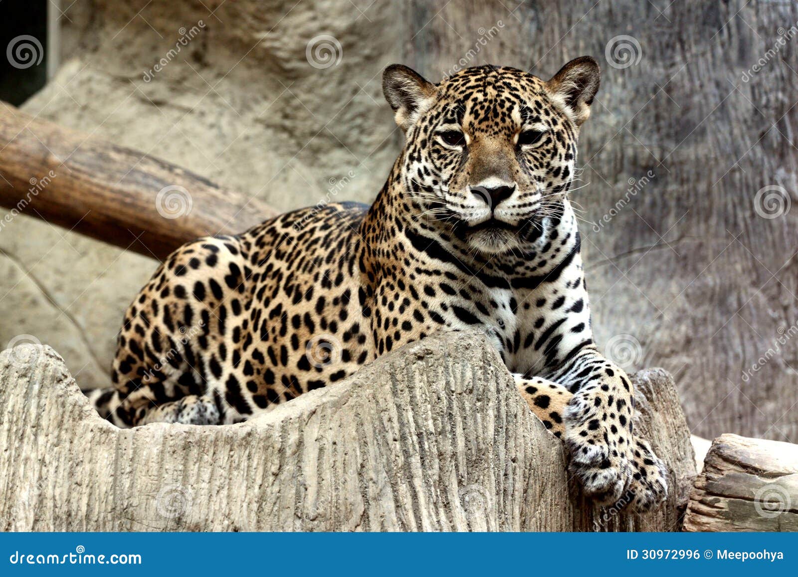 Leopard Staring at the Camera. Stock Photo - Image of quick, agile ...