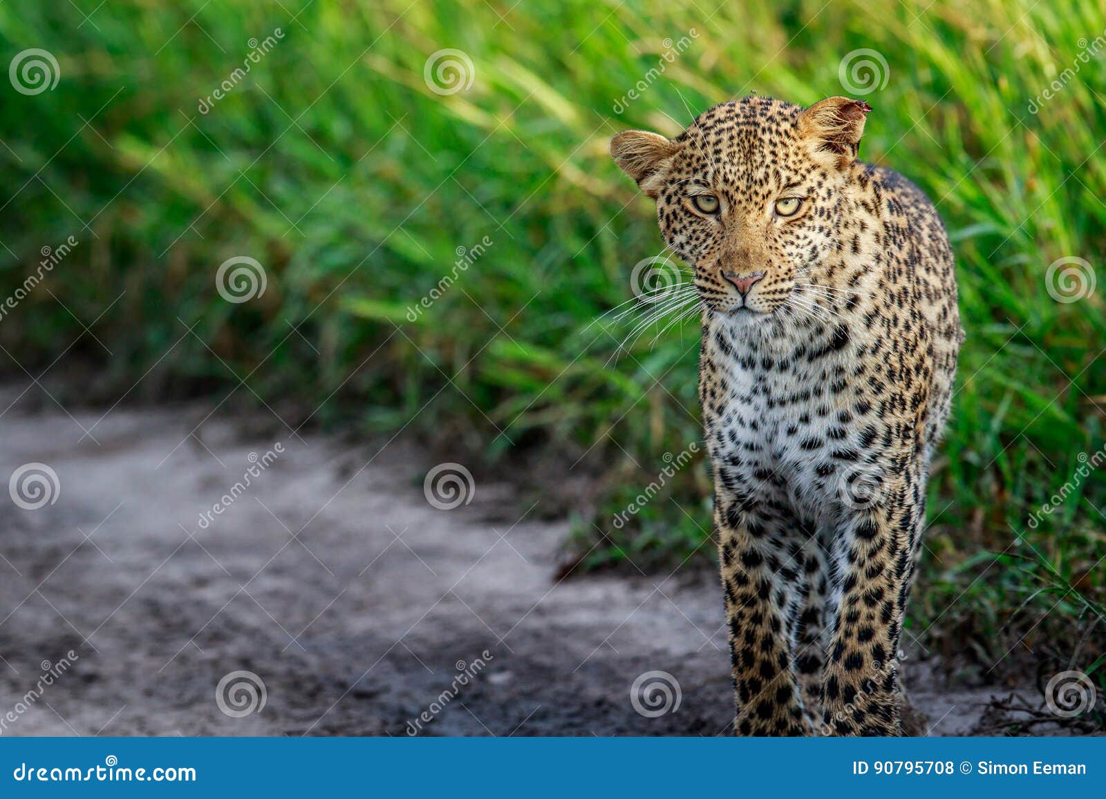 Leopard Starring at the Camera. Stock Photo - Image of africa, feline ...