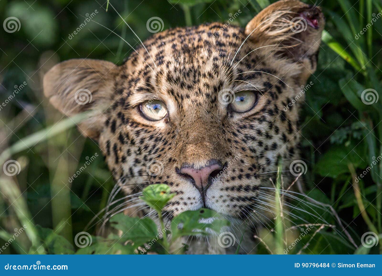 Leopard Starring at the Camera. Stock Photo - Image of carnivore ...