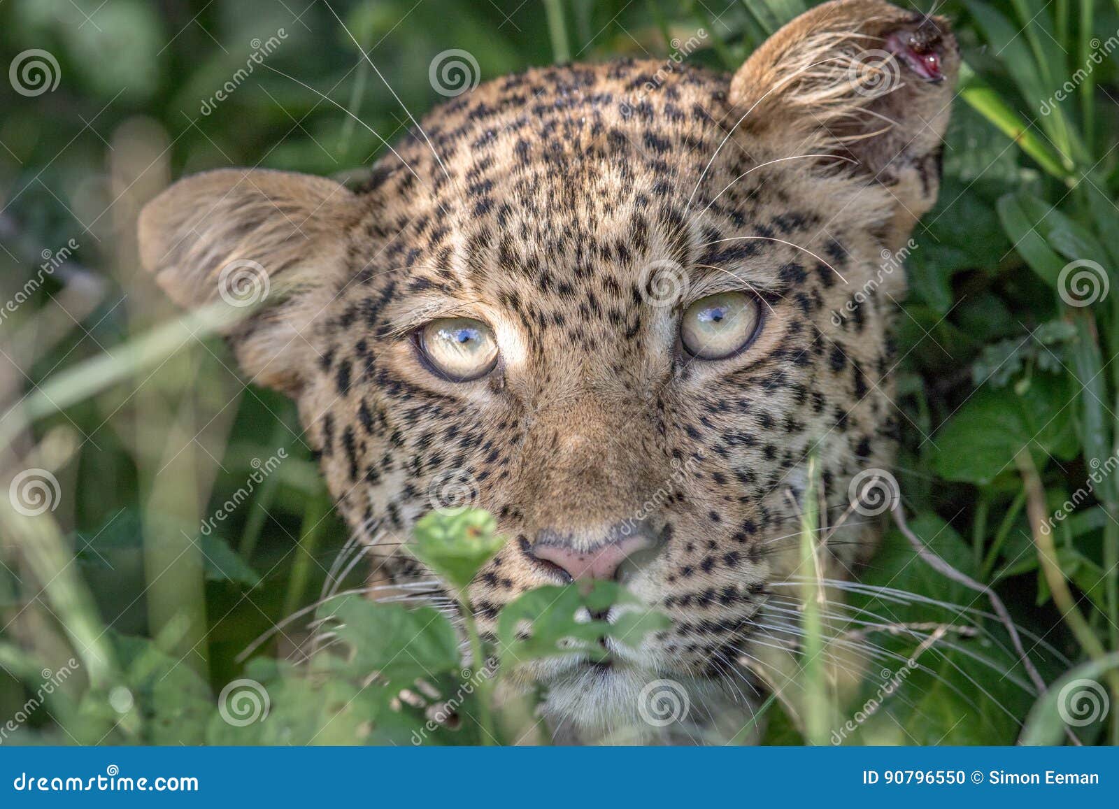 Leopard Starring at the Camera. Stock Photo - Image of cute, kgalagadi ...