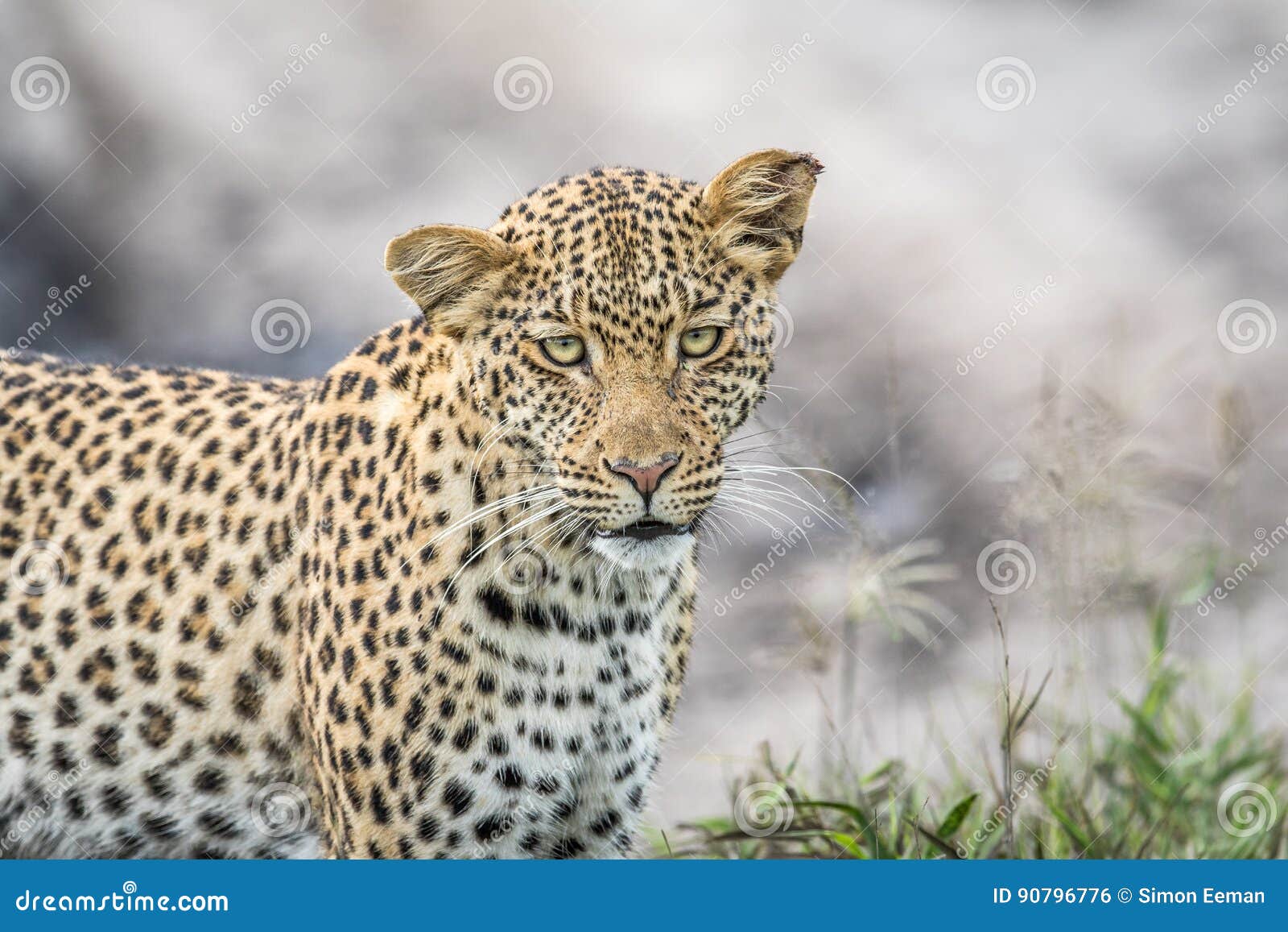Leopard Starring at the Camera. Stock Photo - Image of outdoors ...
