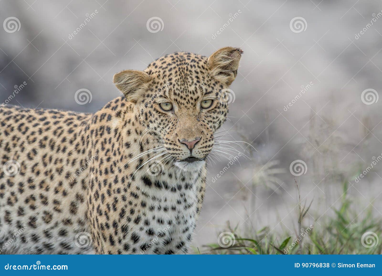 Leopard Starring at the Camera. Stock Photo - Image of pardus ...