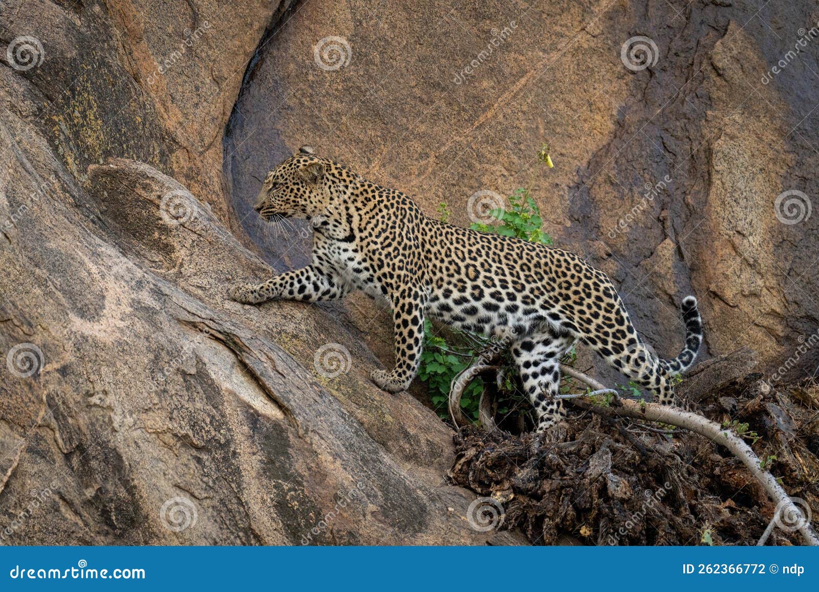 Leopard Stepping Over Branch on Steep Rock Stock Photo - Image of ...
