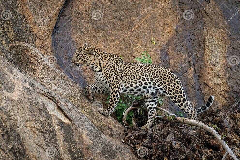 Leopard Steps Over Branch on Steep Rock Stock Photo - Image of travel ...