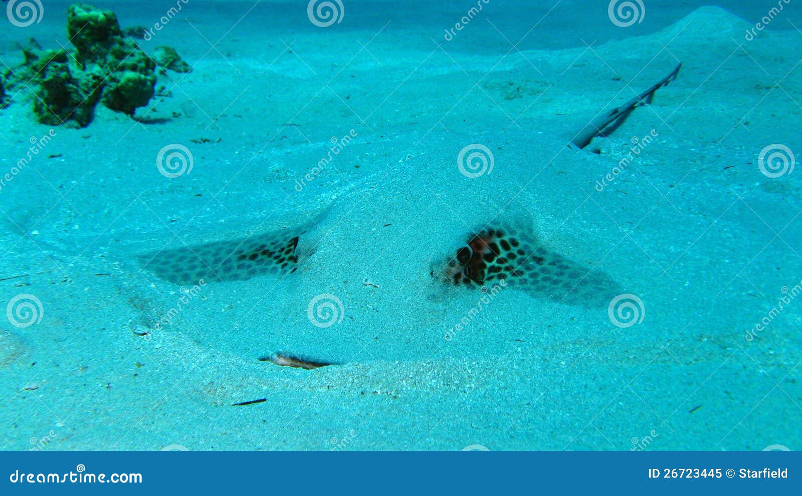 Leopard Stingray or Darkspotted Stingray Stock Image - Image of ...