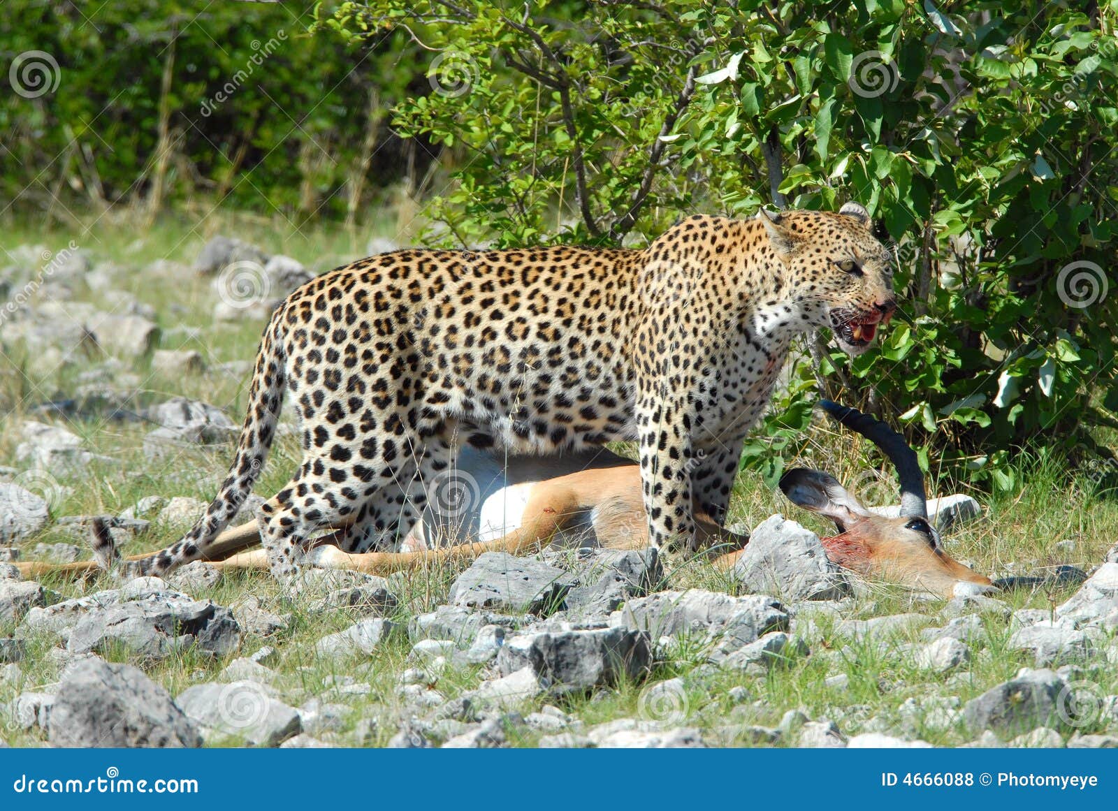 Leopard stood over kill stock photo. Image of outdoor - 4666088