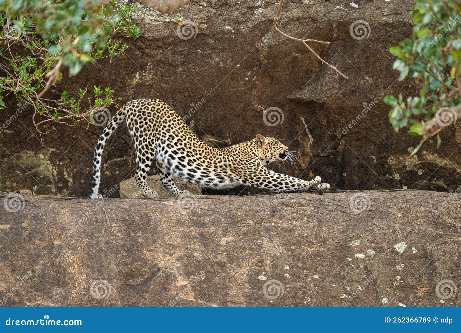 Leopard Stretches Back on Ledge between Bushes Stock Image - Image of ...