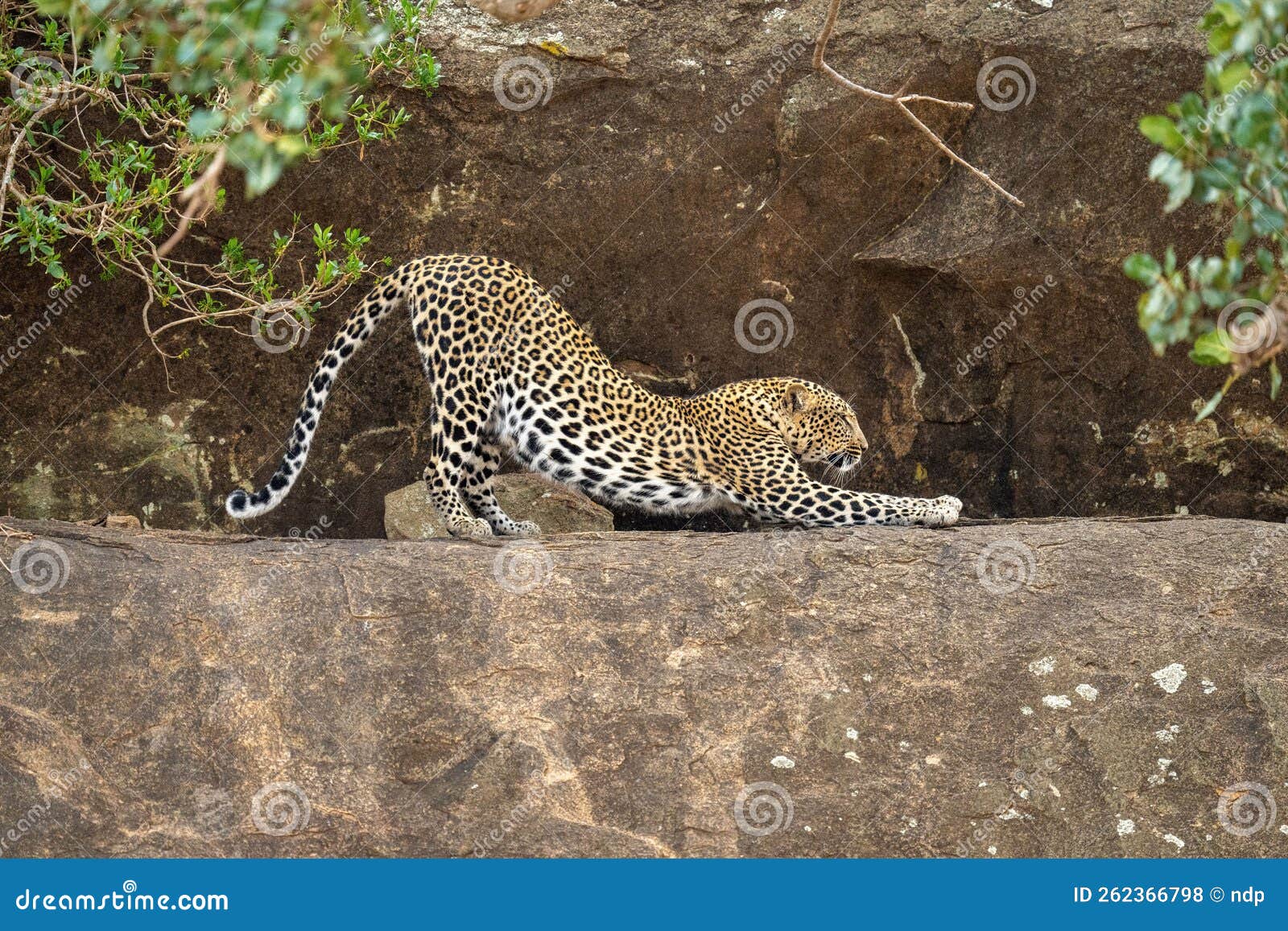 Leopard Stretches Back on Ledge Near Bushes Stock Photo - Image of ...