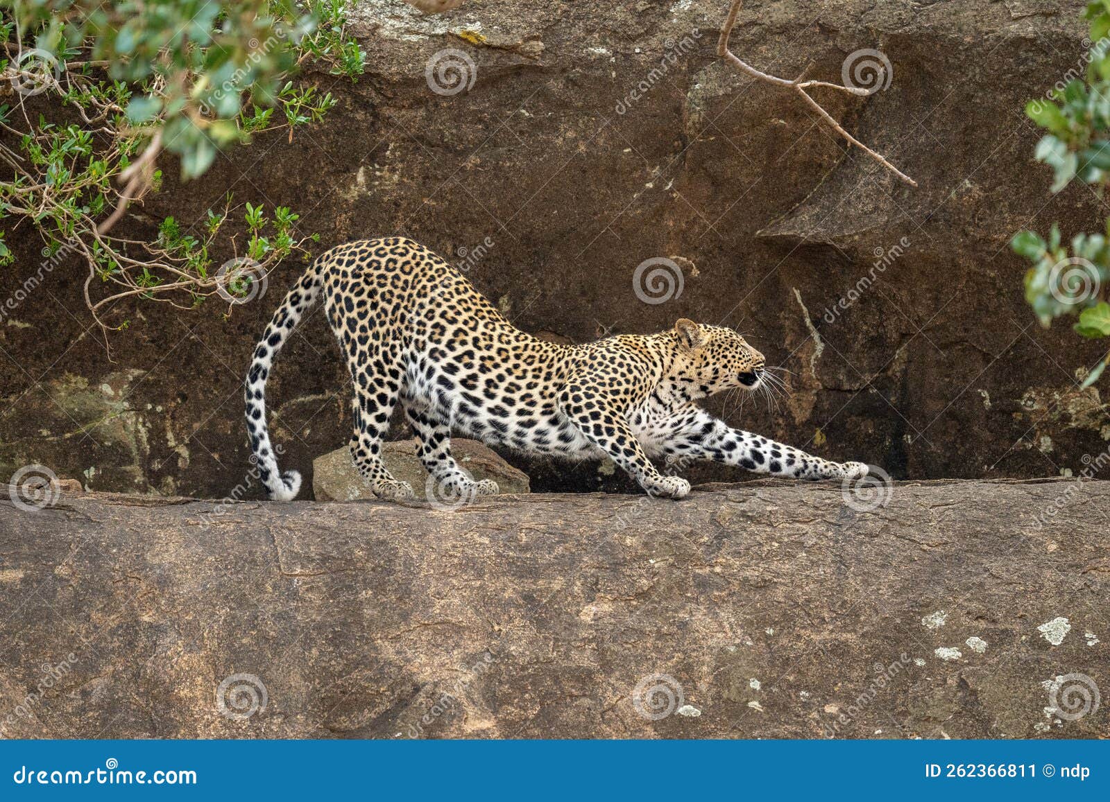 Leopard Stretches Out with Forepaw on Ledge Stock Image - Image of jogi ...