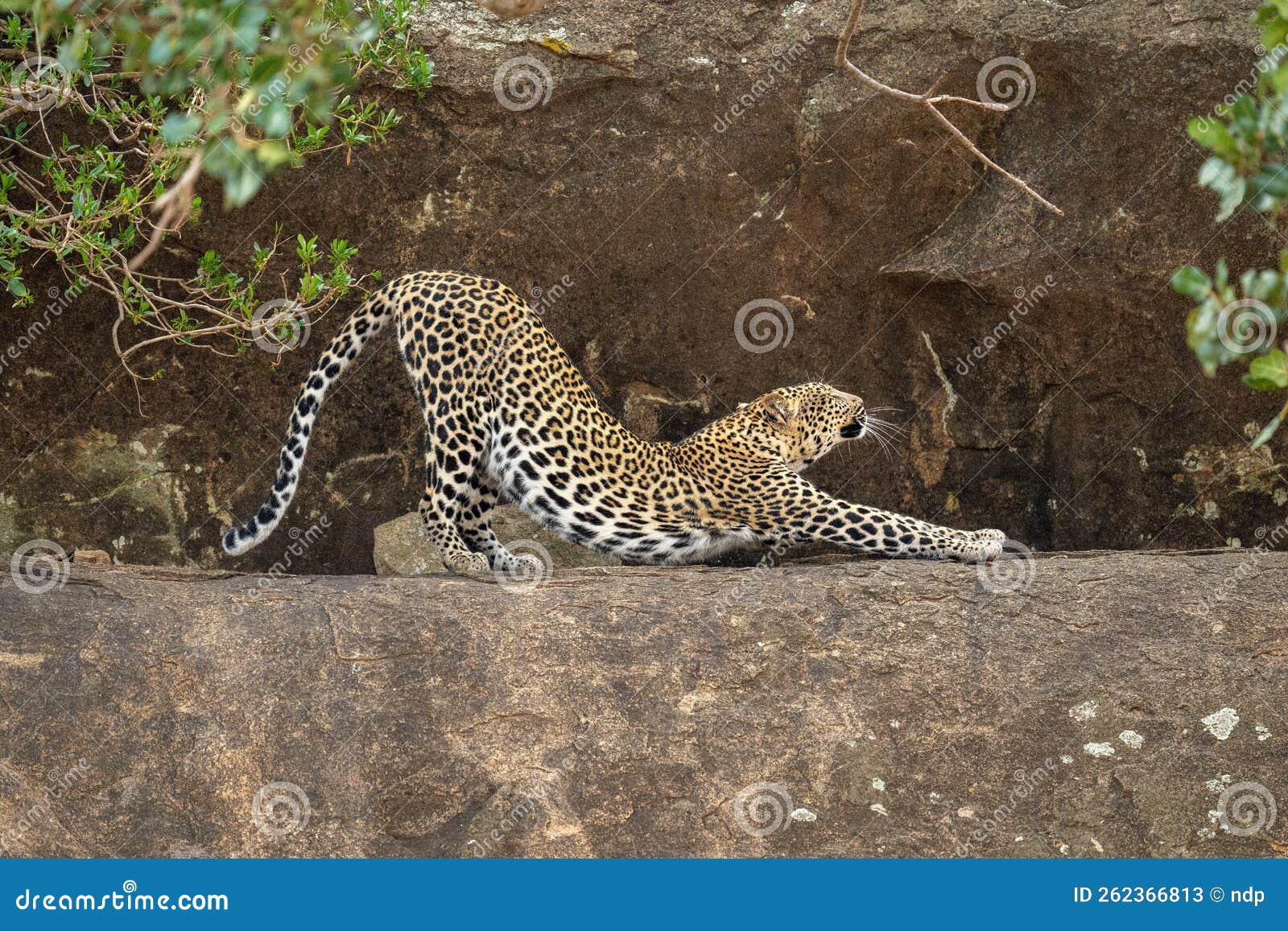 Leopard Stretching Back on Ledge between Bushes Stock Image - Image of ...