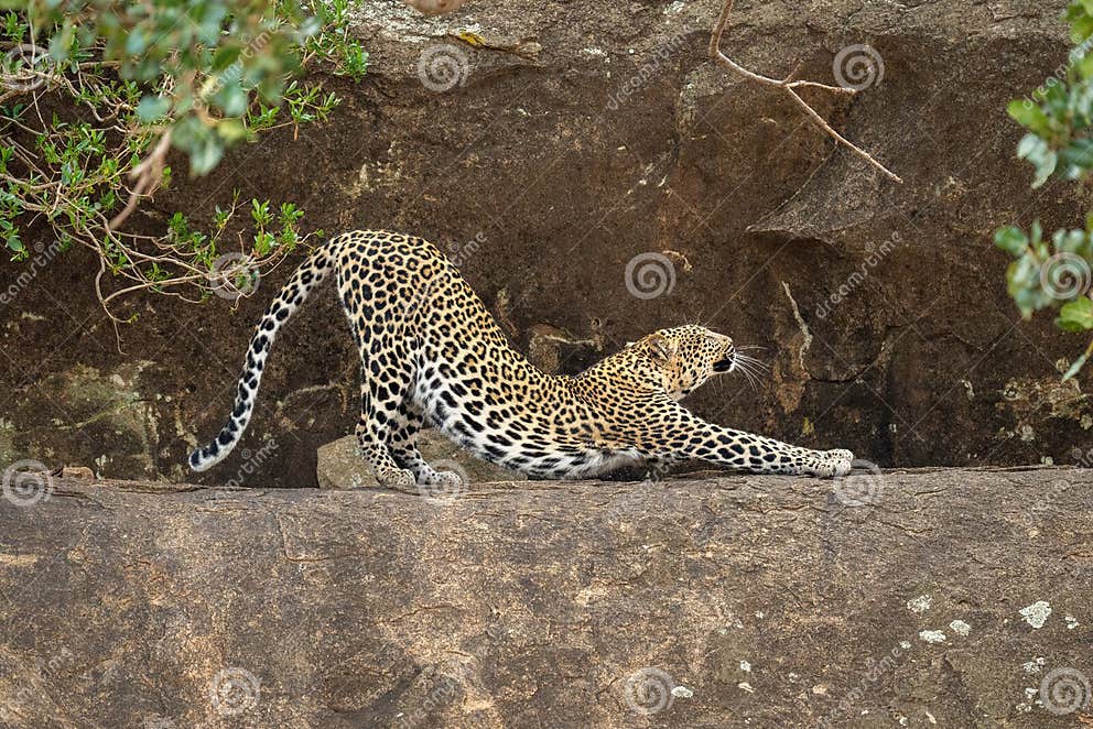 Leopard Stretching Back on Ledge between Bushes Stock Image - Image of ...