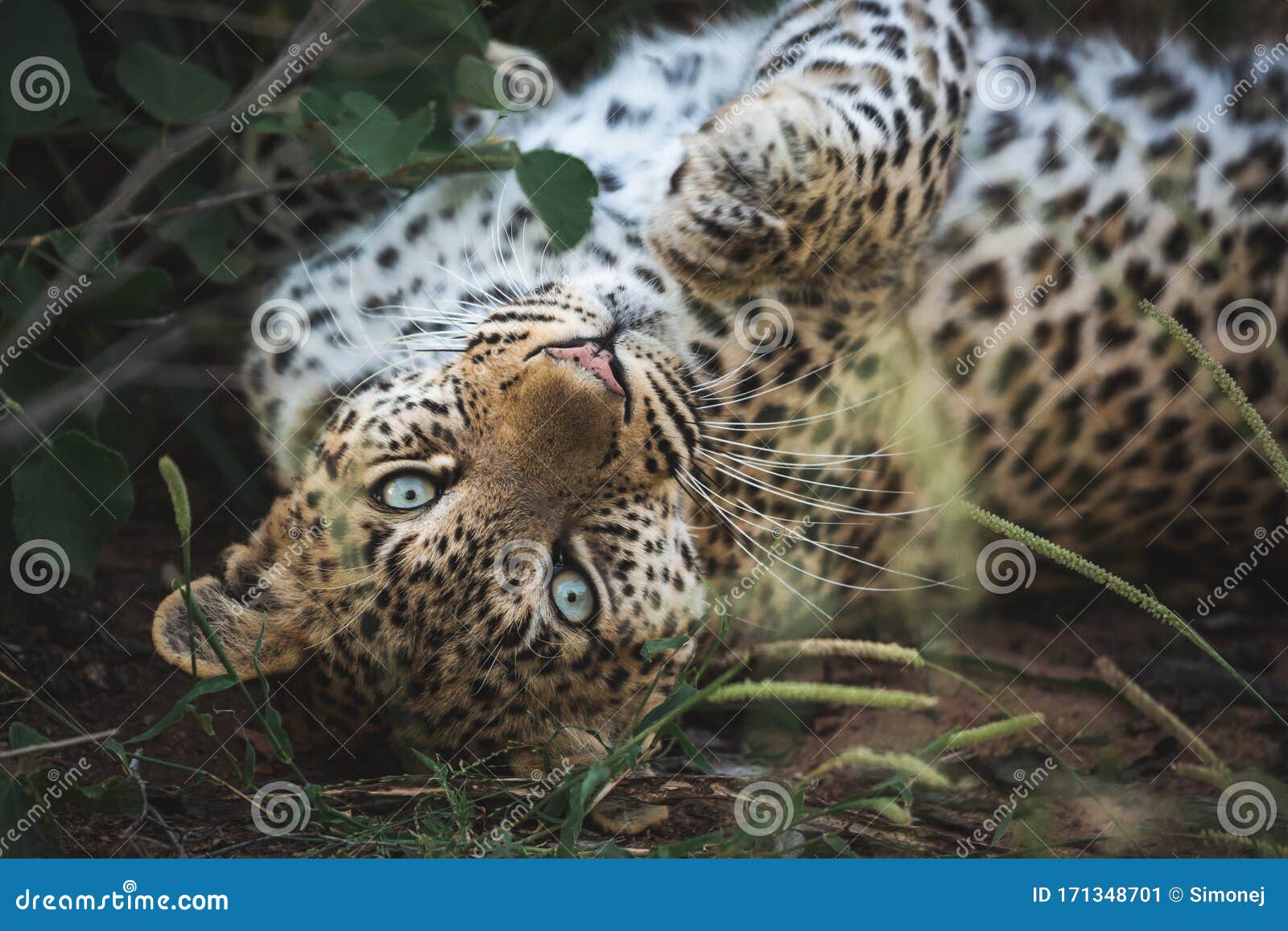 Leopard Stretching on the Ground Stock Image - Image of animal ...
