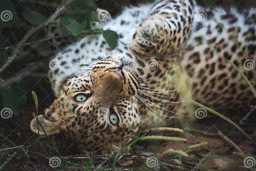 Leopard Stretching on the Ground Stock Image - Image of animal, wildlife: 171348701