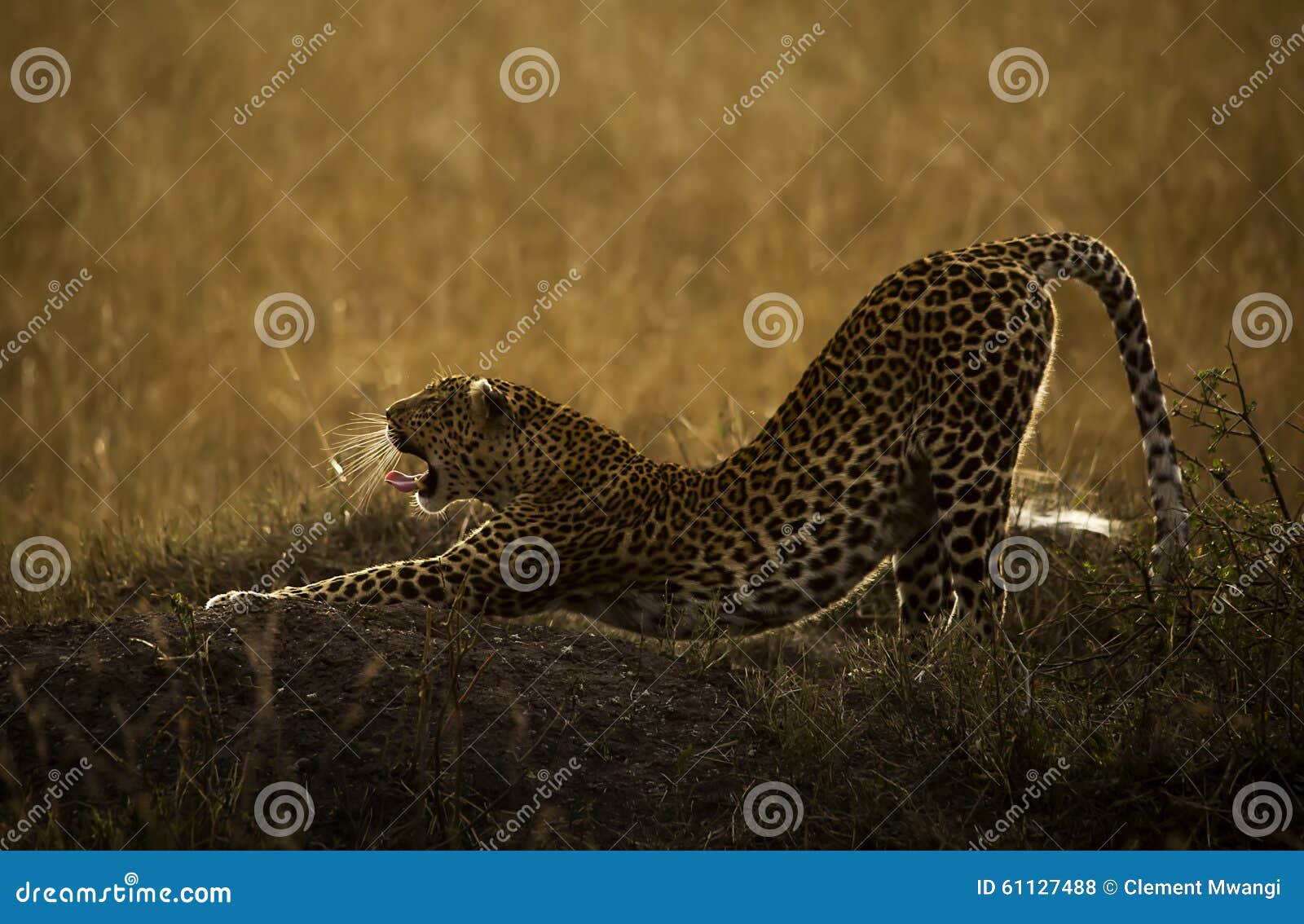 Leopard Stretching stock photo. Image of maasai, africa - 61127488