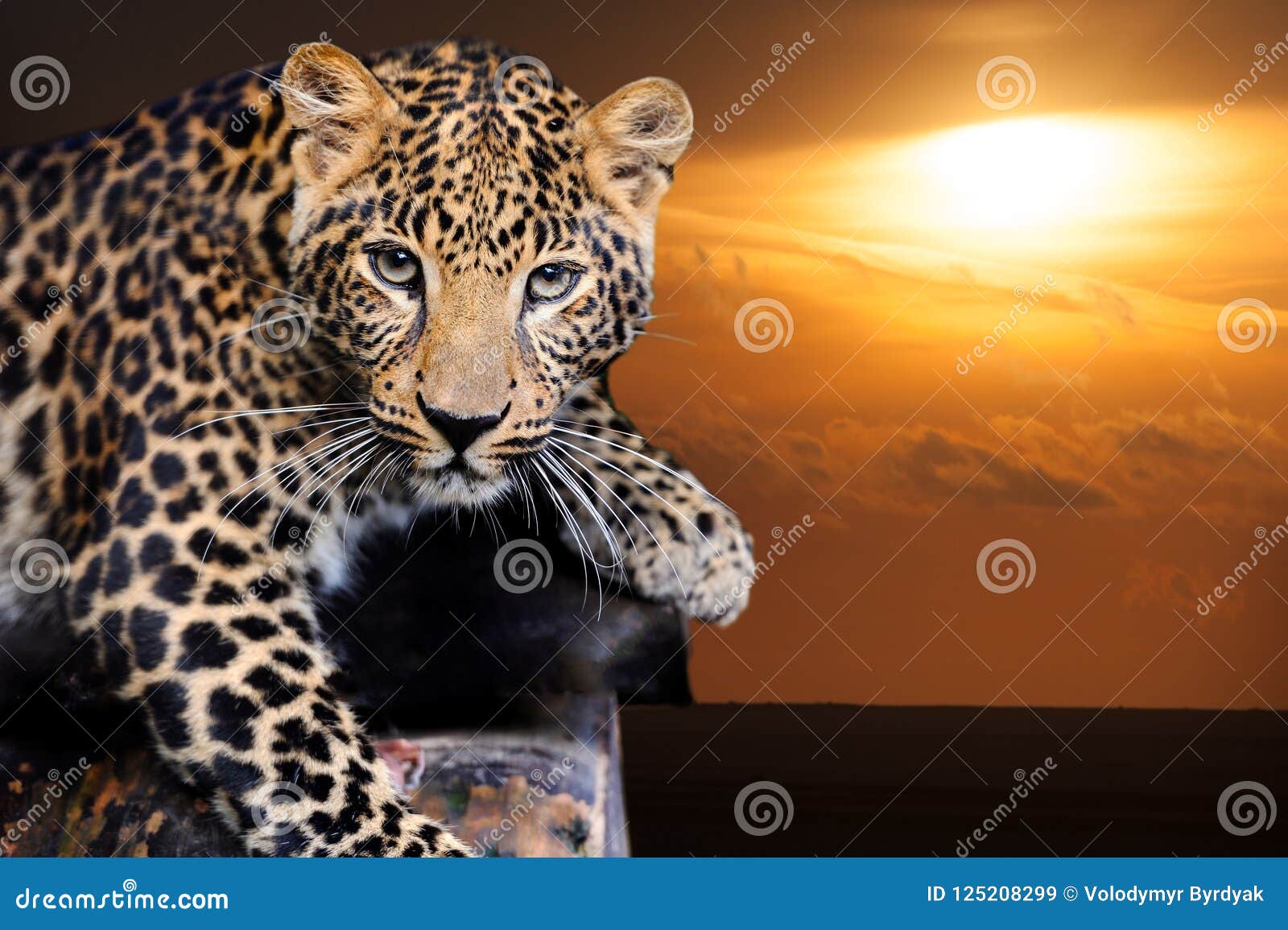 Leopard on sunset stock image. Image of natural, feline - 125208299