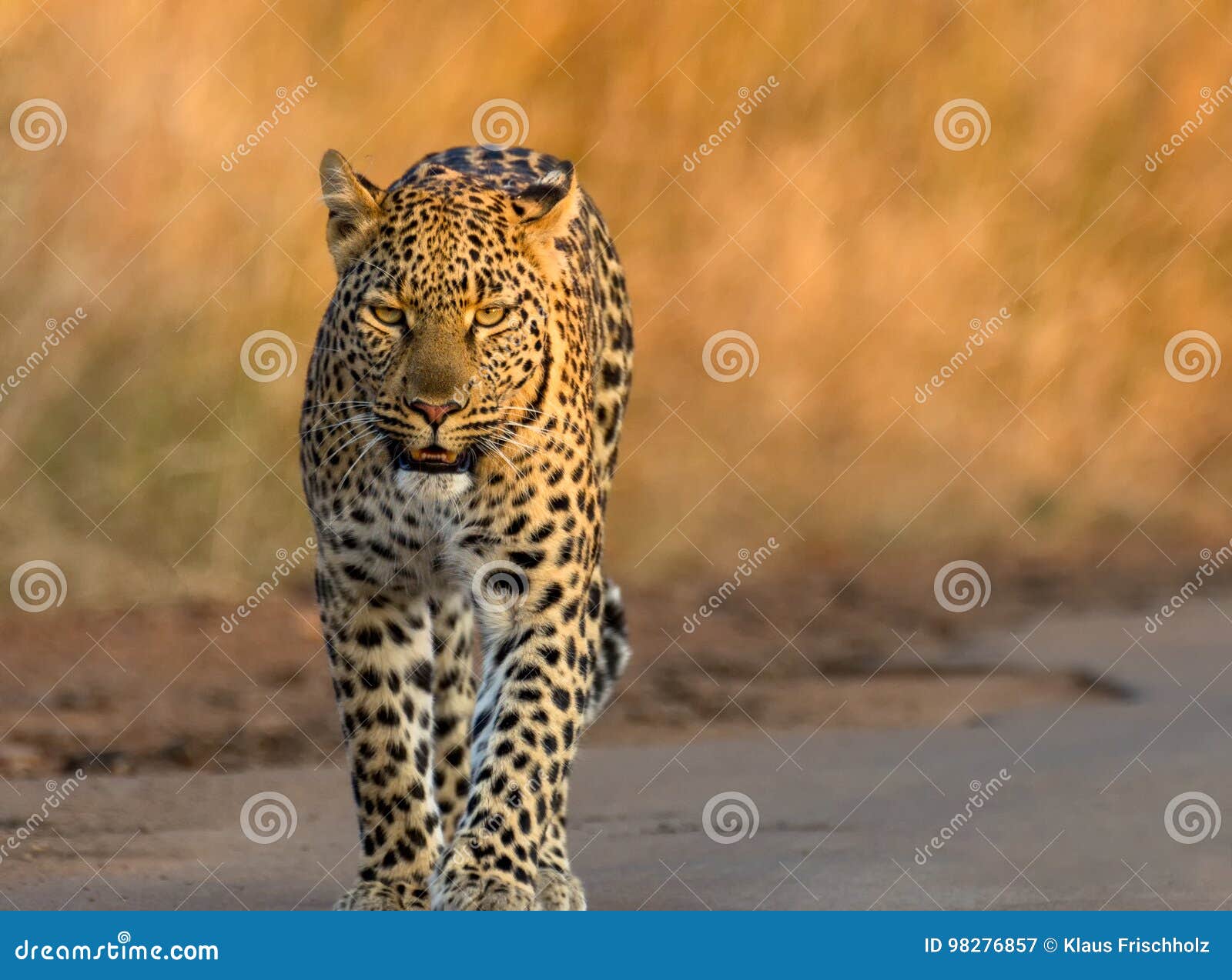 Leopard stock image. Image of safari, nature, leopard - 98276857