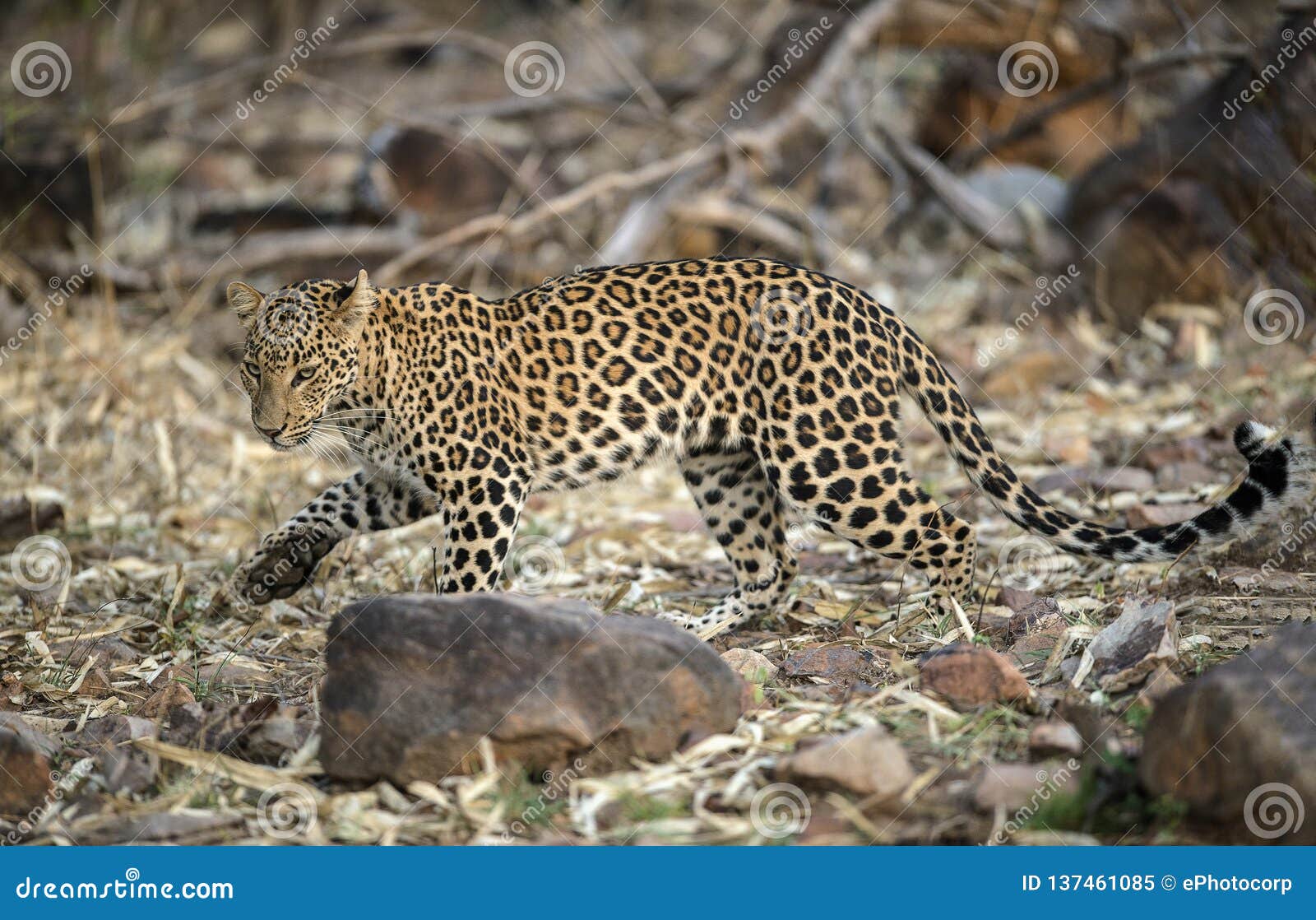 Leopard, In India. Royalty-Free Stock Photography | CartoonDealer.com ...