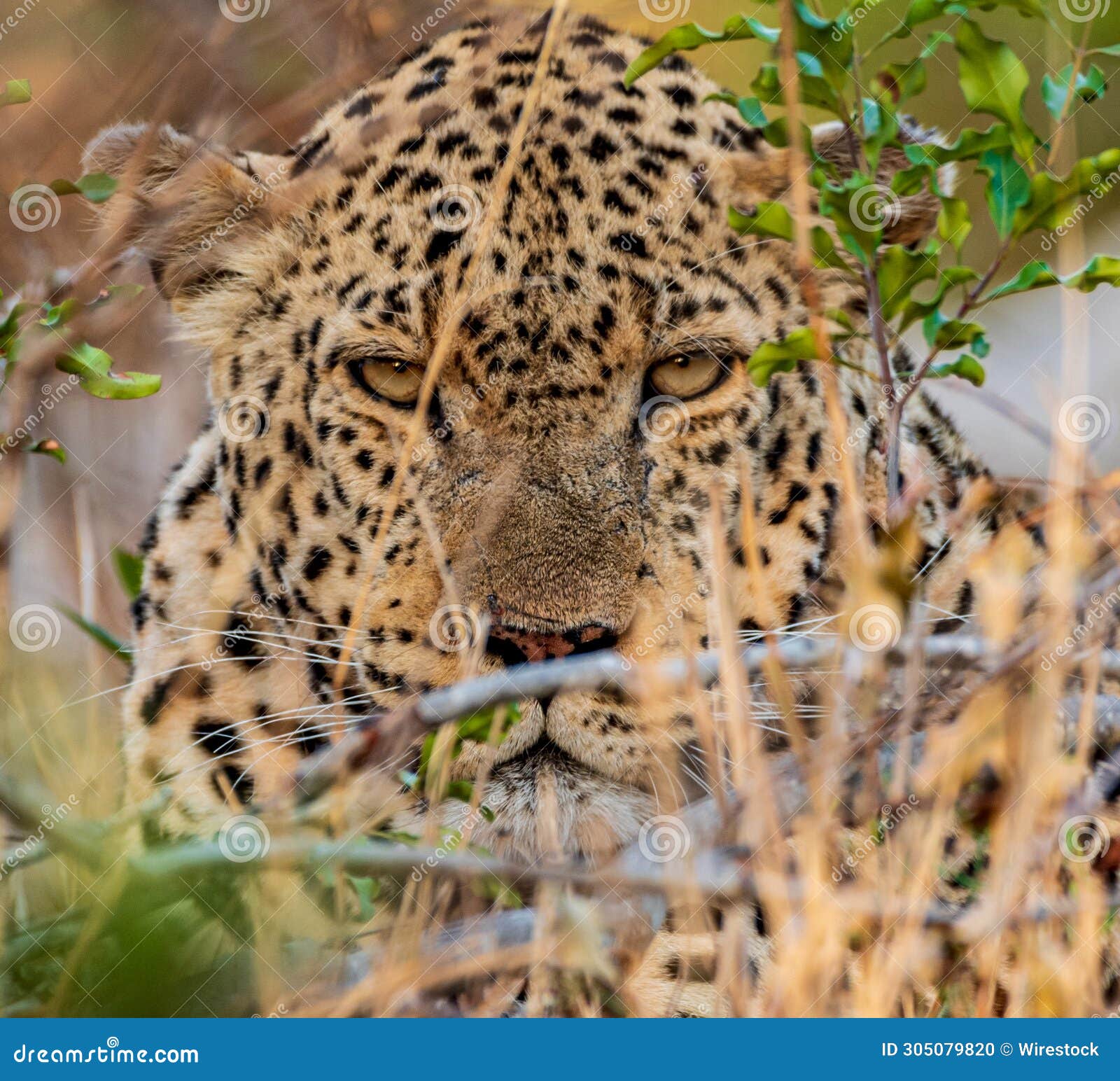 Leopard Taking Cover Behind a Bush for Shade Stock Photo - Image of ...