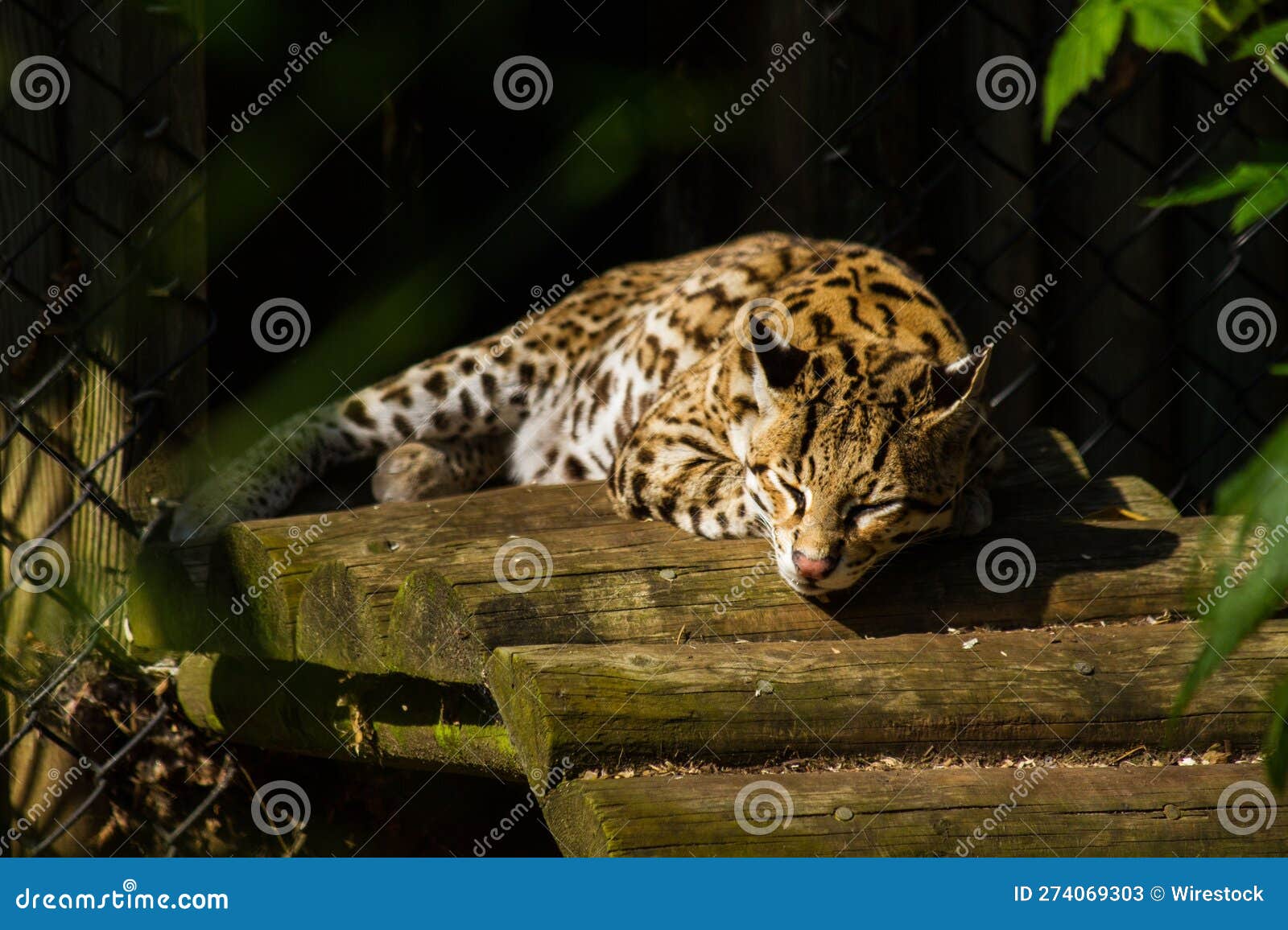 Leopard Taking a Nap on the Ledge of the Enclosure Stock Image - Image ...