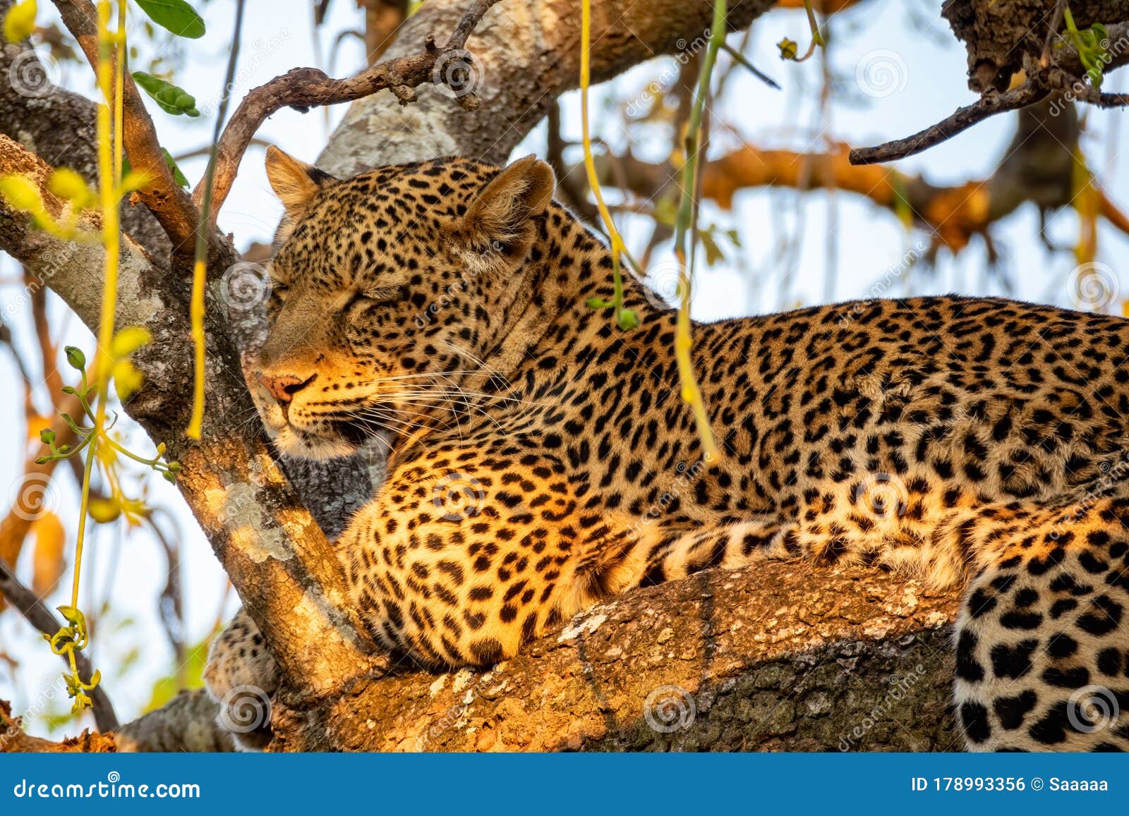 Leopard Taking a Nap on Top of Tree Branch Stock Photo - Image of eyes ...
