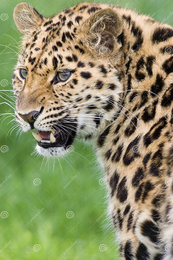 Leopard with teeth stock image. Image of snarl, intense - 3064697