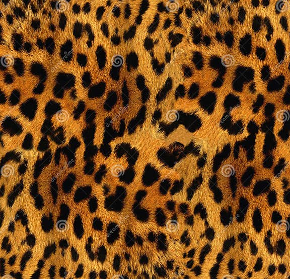 Leopard texture stock image. Image of fashion, design - 3185639