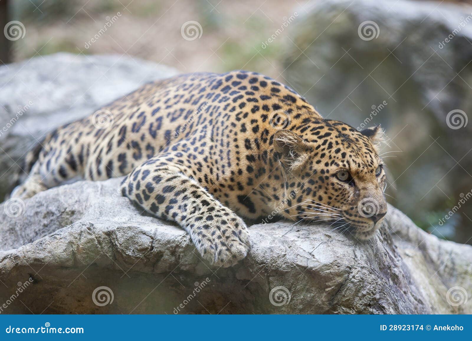 Leopard (Tiger) stock photo. Image of siberia, russia - 28923174