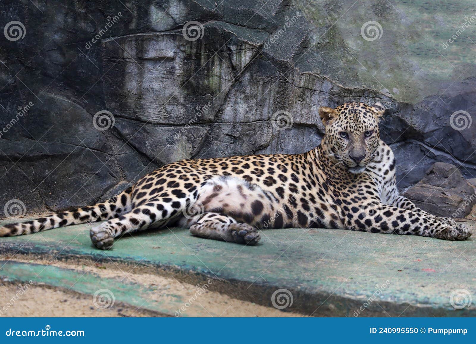 The Leopard Tiger is Rest and Sit Down Stock Photo - Image of respect ...