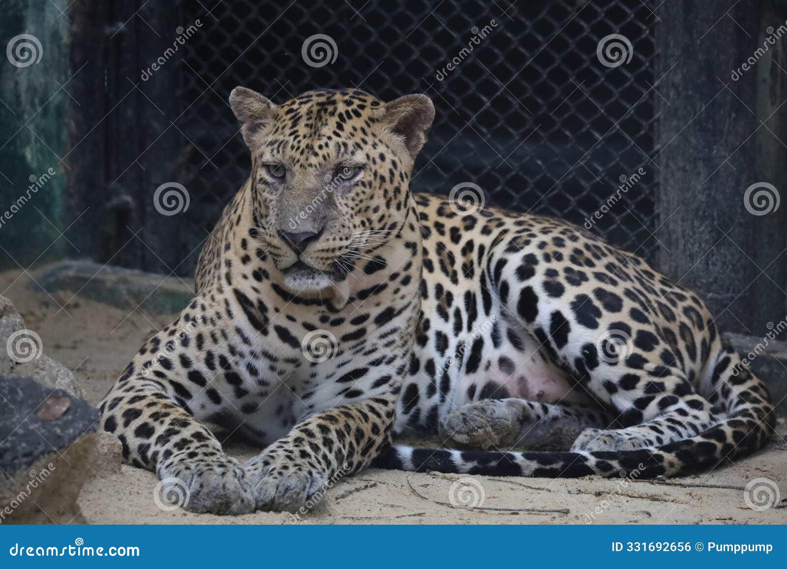 The Leopard Tiger is Rest in Zoology Stock Photo - Image of predator ...