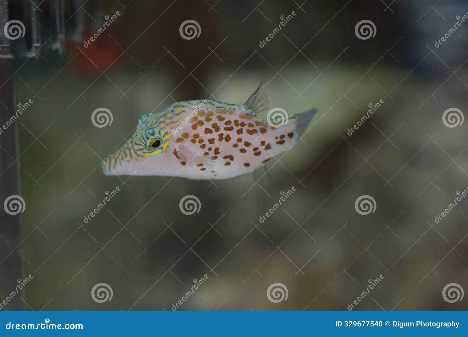 Leopard Toby Puffer ( Canthigaster Leopard) Stock Photo - Image of ...