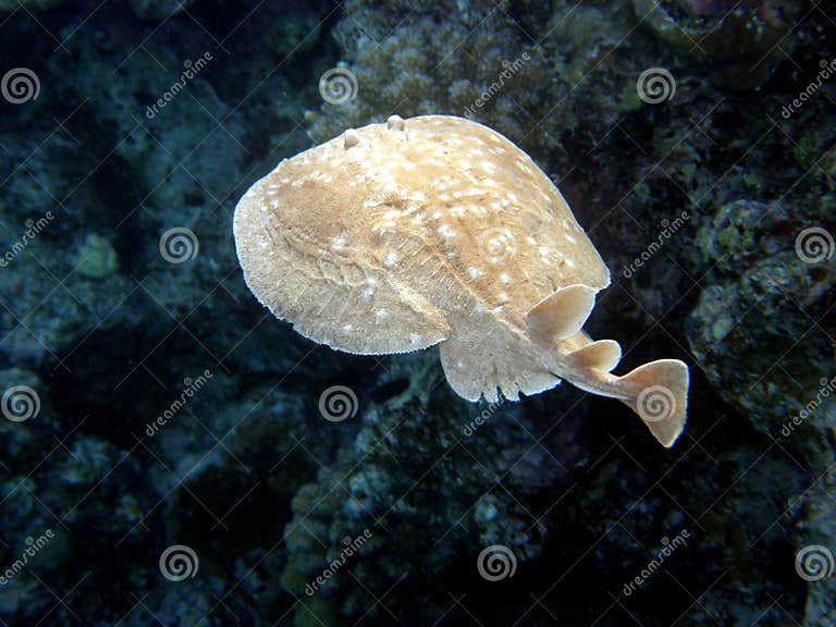 Leopard Torpedo Ray stock image. Image of animal, electric - 7836923