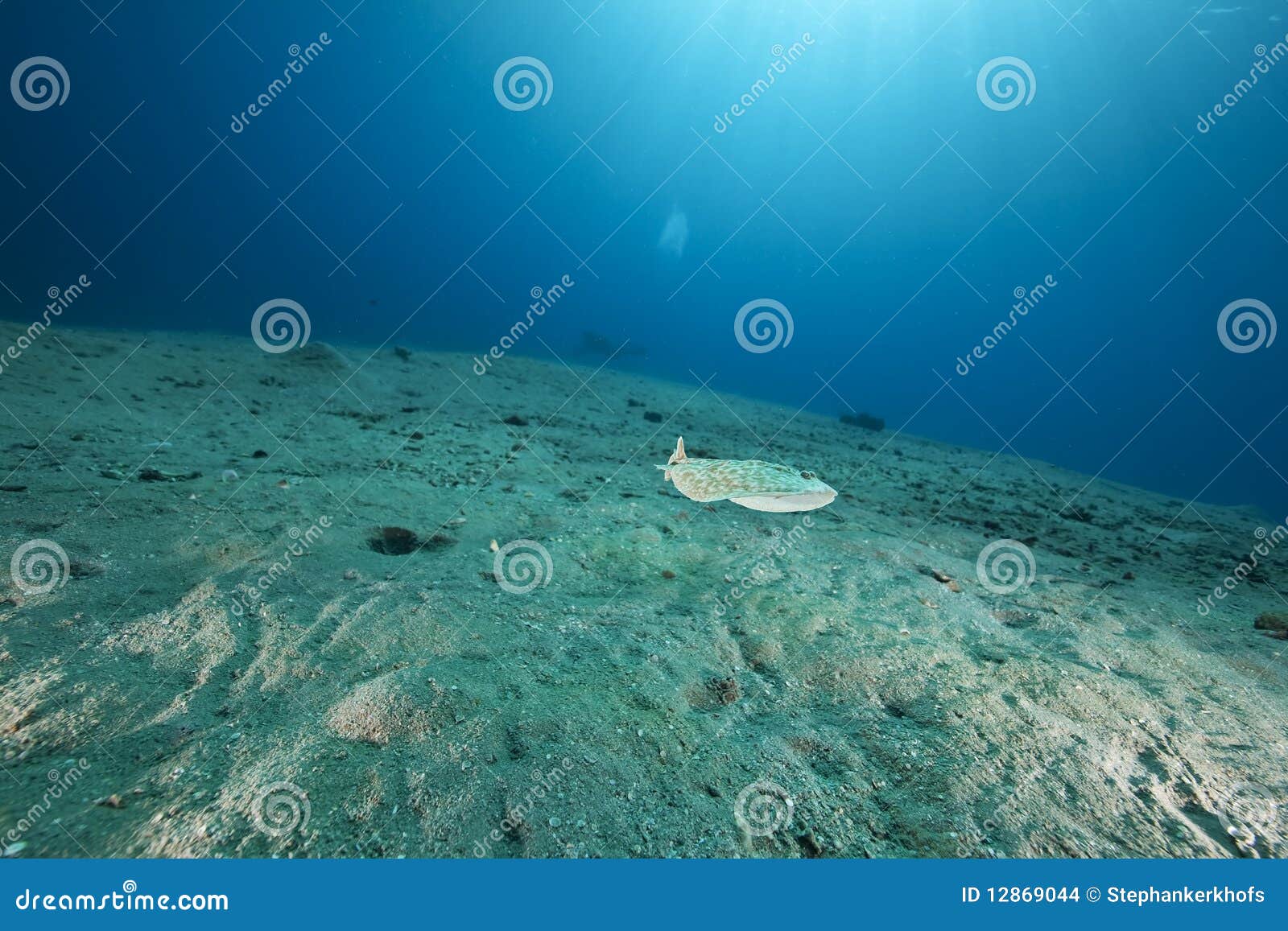Leopard Torpedo Ray and Ocean Stock Photo - Image of bright, colorful ...