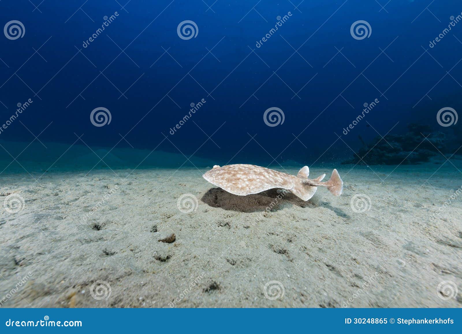 Leopard Torpedo Ray (torpedo Panthera) in the Red Sea. Stock Image ...