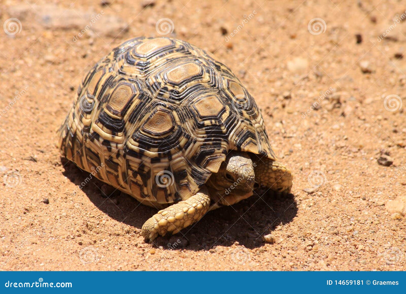Leopard tortoise stock image. Image of african, reserve - 14659181