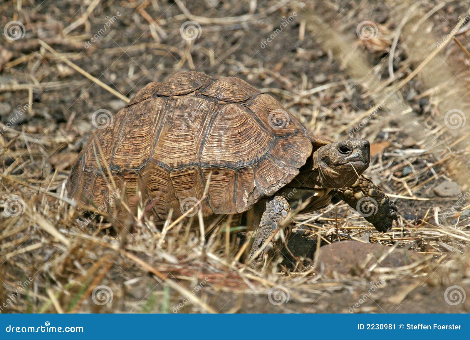 Leopard Tortoise stock image. Image of shell, slow, wildlife - 2230981