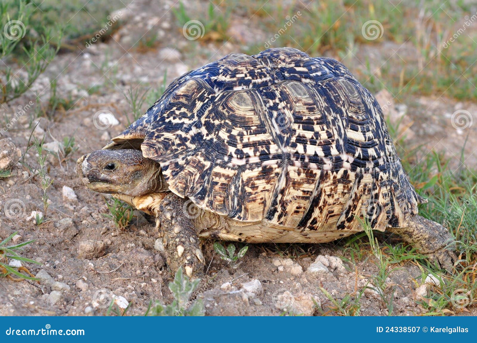 Leopard tortoise stock image. Image of african, etosha - 24338507