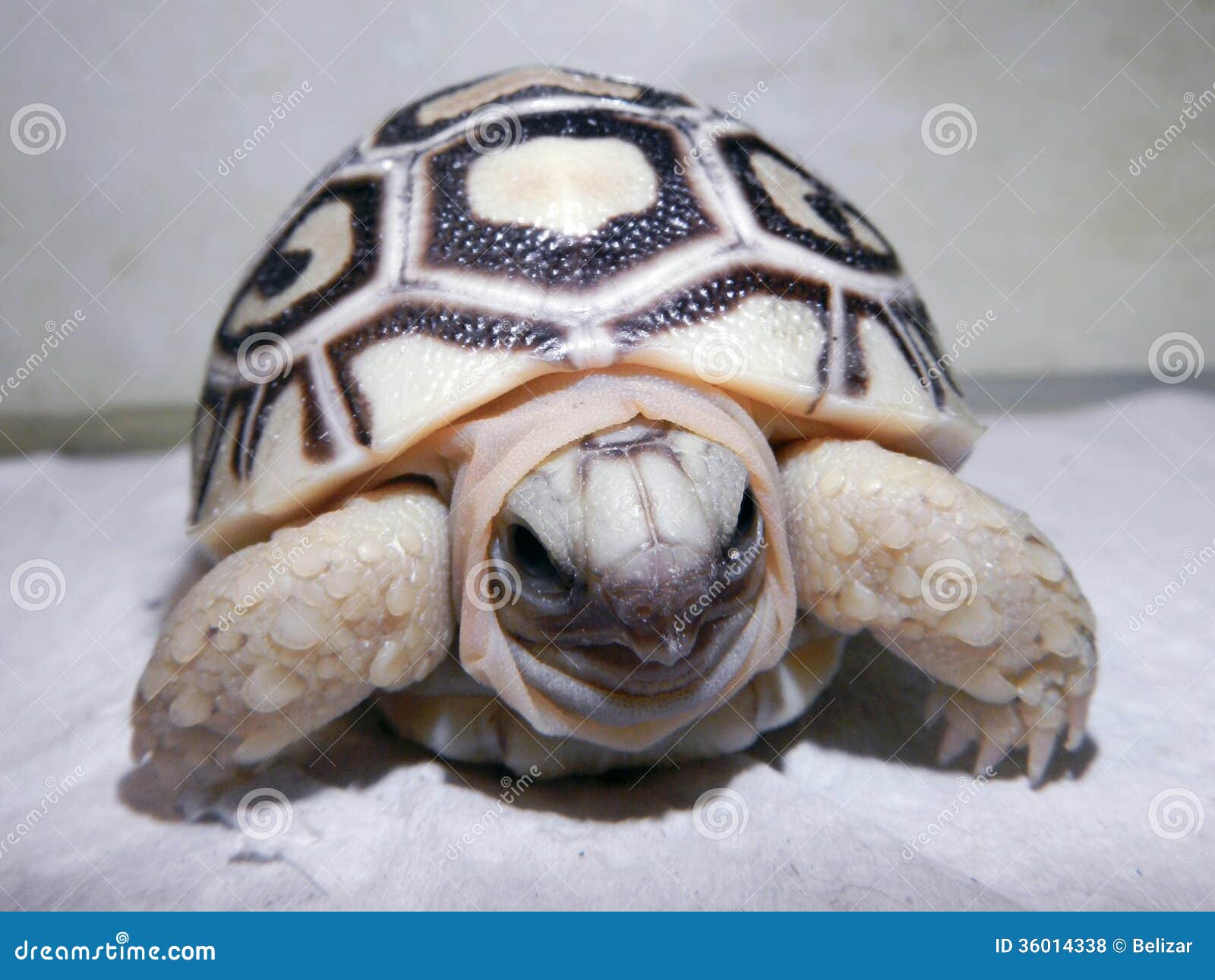 Leopard tortoise baby stock photo. Image of tigmochelys - 36014338