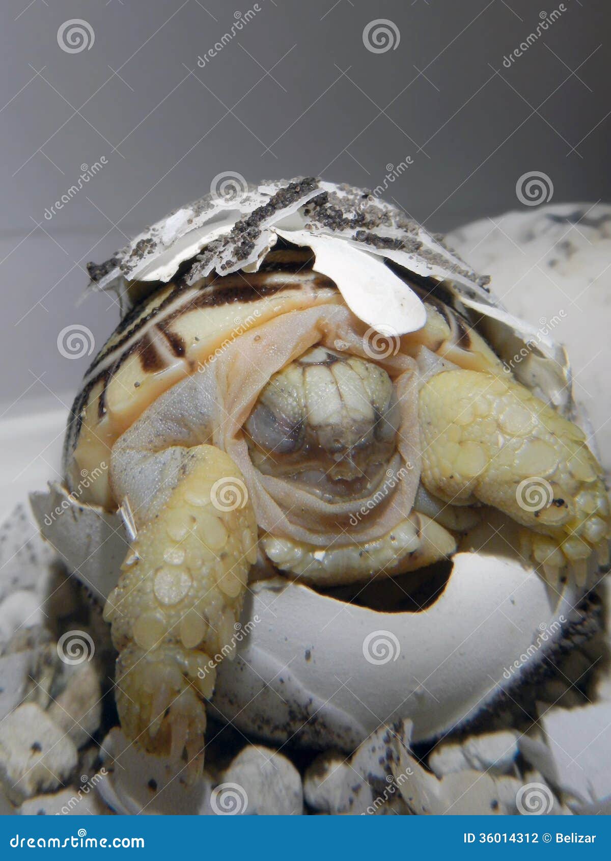 Leopard tortoise baby stock photo. Image of hatchling - 36014312