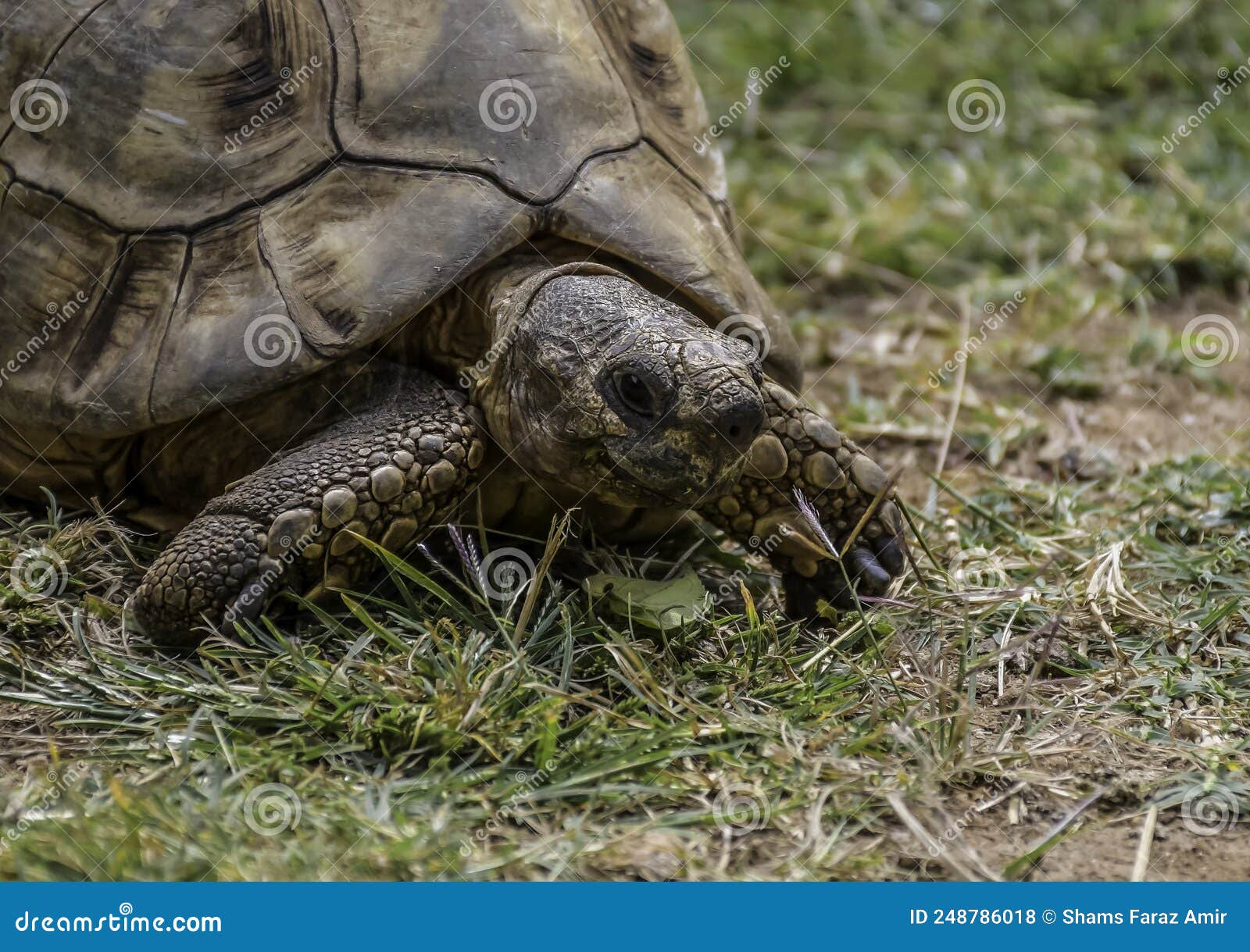 Leopard Tortoise Closeup with Hard Shell in Africa Stock Photo - Image ...