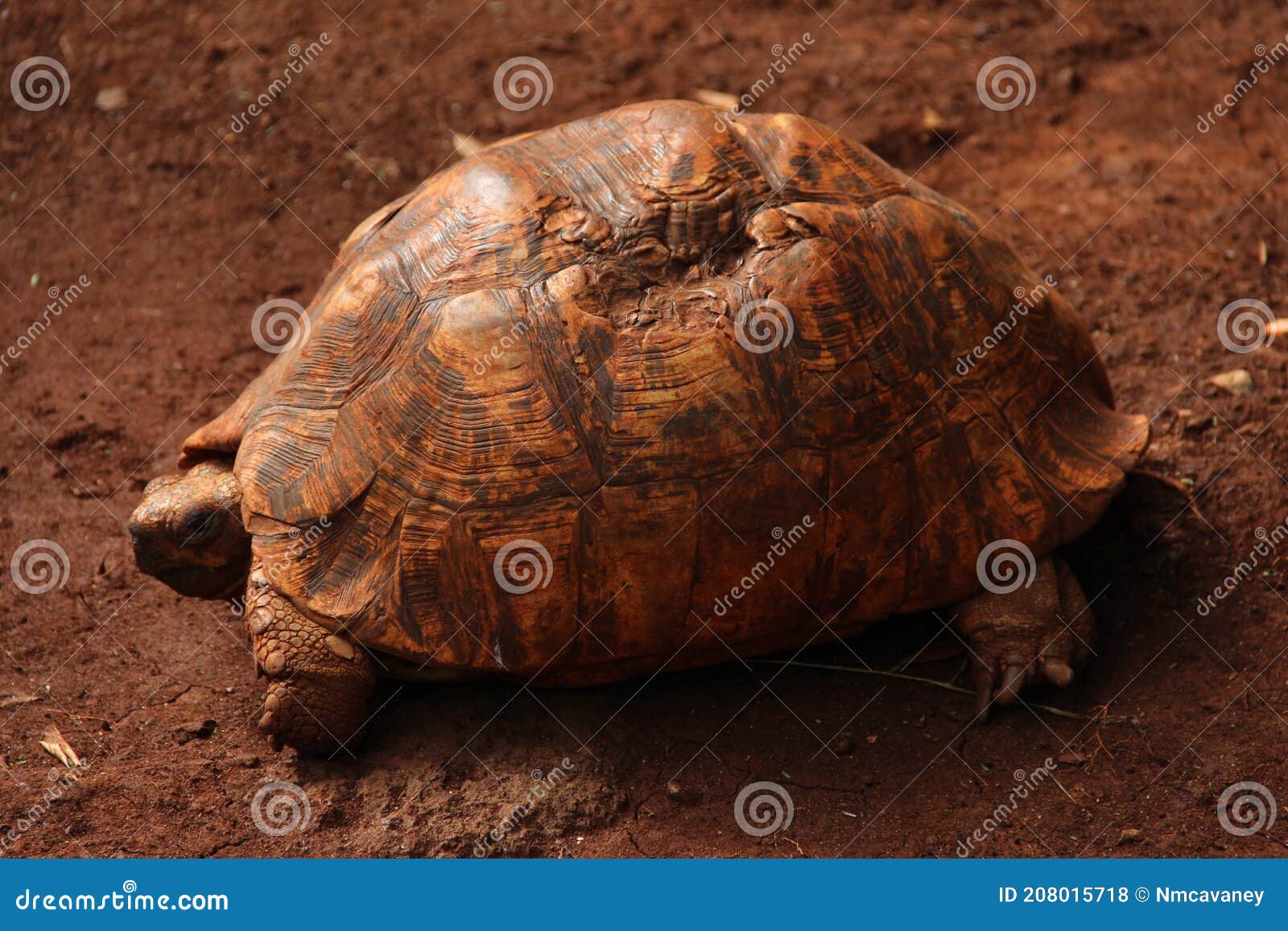 A Leopard Tortoise with a Damaged Shell in the Giraffe Center in ...